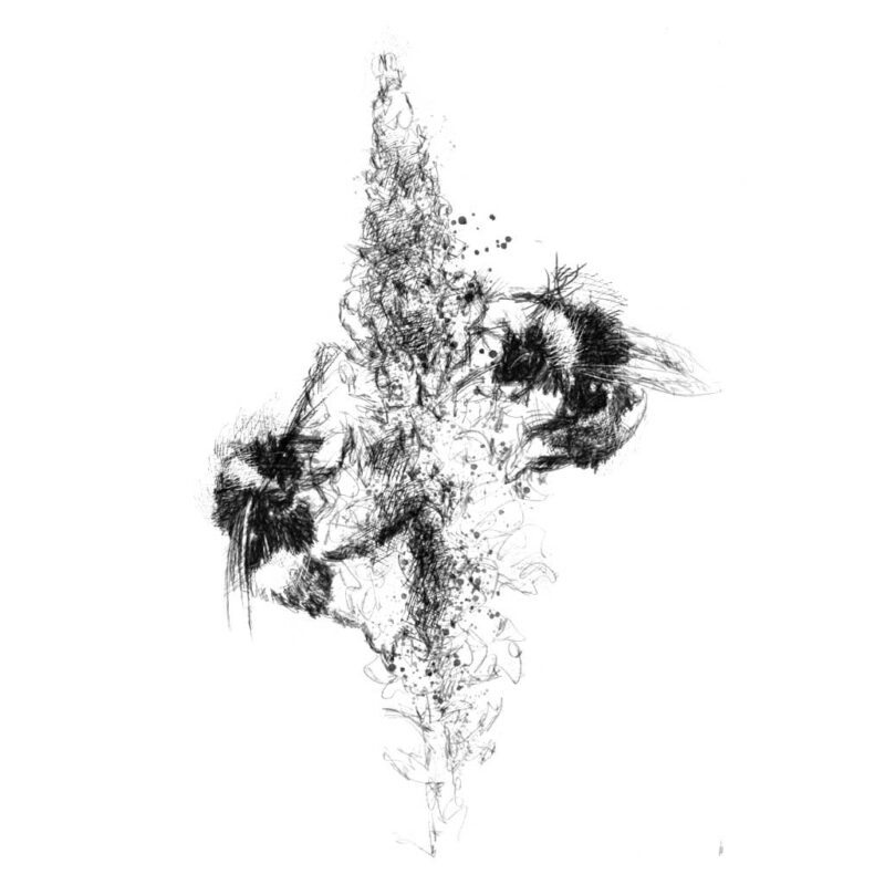 Mini beast sketches and drawings | SeanBriggs