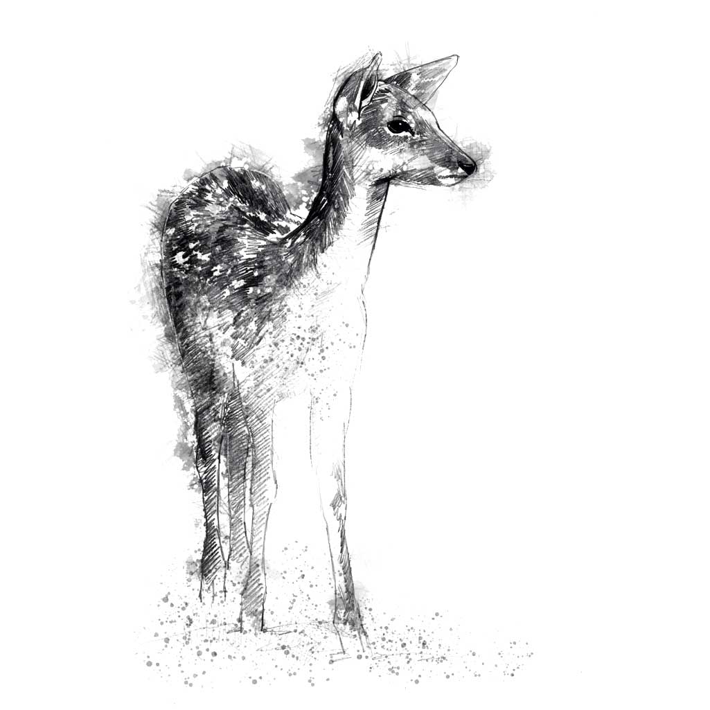 Fallow deer sketch | SeanBriggs