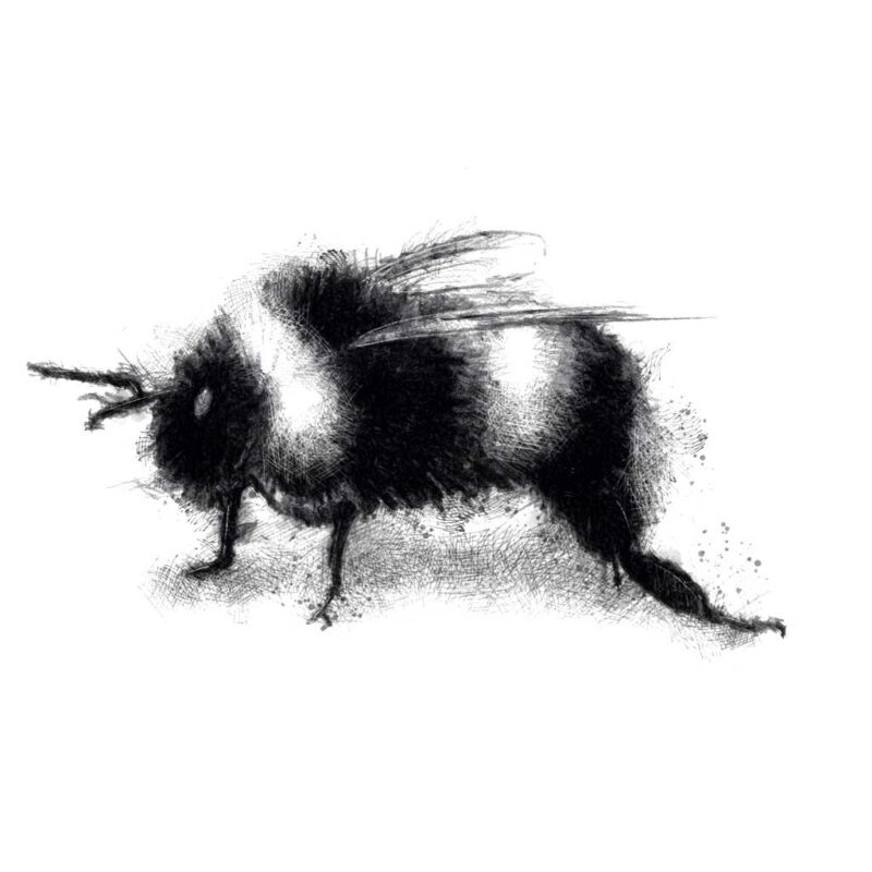 Mini beast sketches and drawings | SeanBriggs