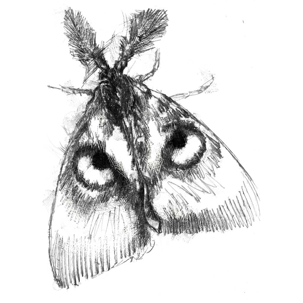 Hawk moth sketch | SeanBriggs