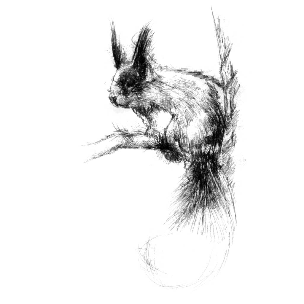 red squirrel sketch | SeanBriggs