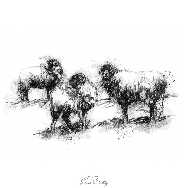 Domestic animal sketches and drawings | SeanBriggs