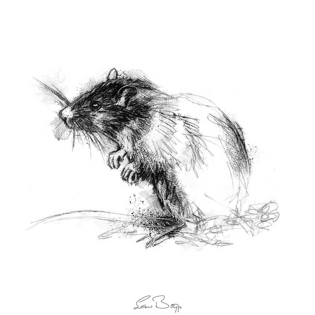 Brown rat sketch | SeanBriggs