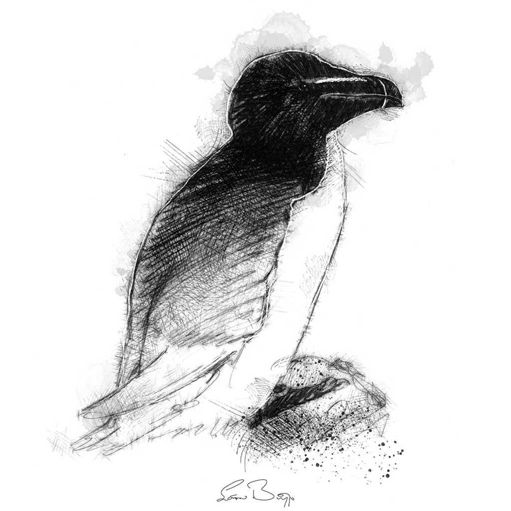 Bird sketches and drawings | SeanBriggs