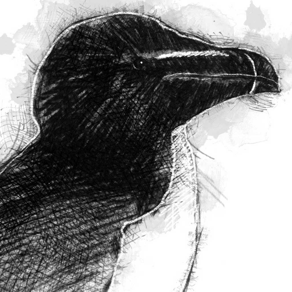 Razorbill sketch | SeanBriggs