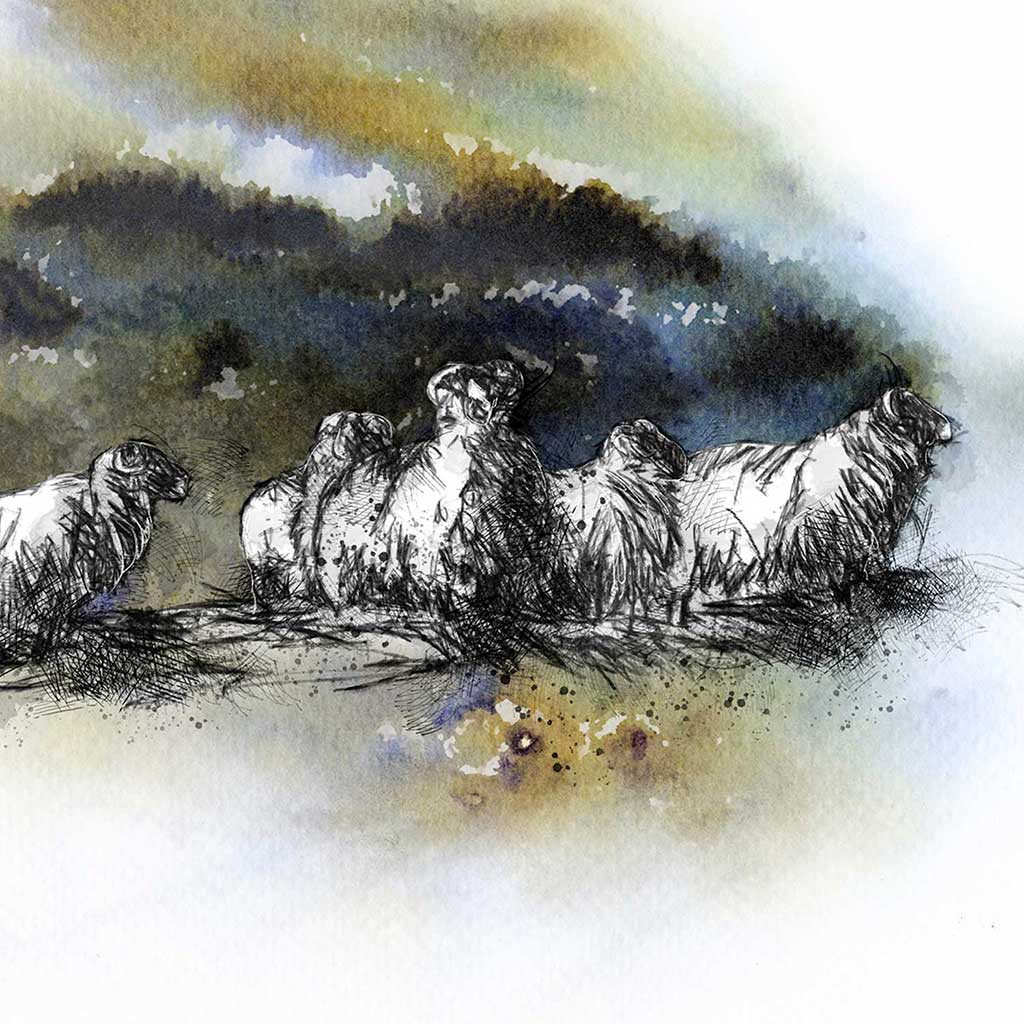 Moorland flock sketch | SeanBriggs