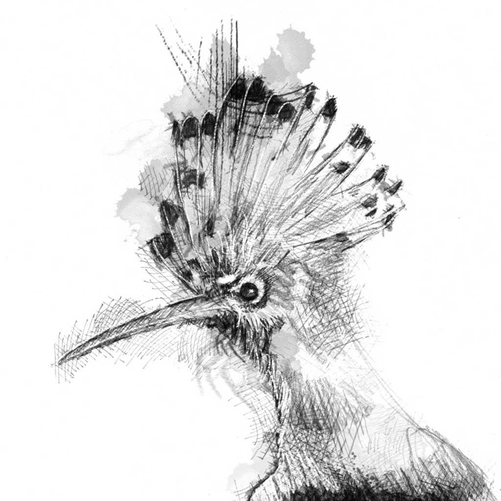 Hoopoe bird sketch | SeanBriggs