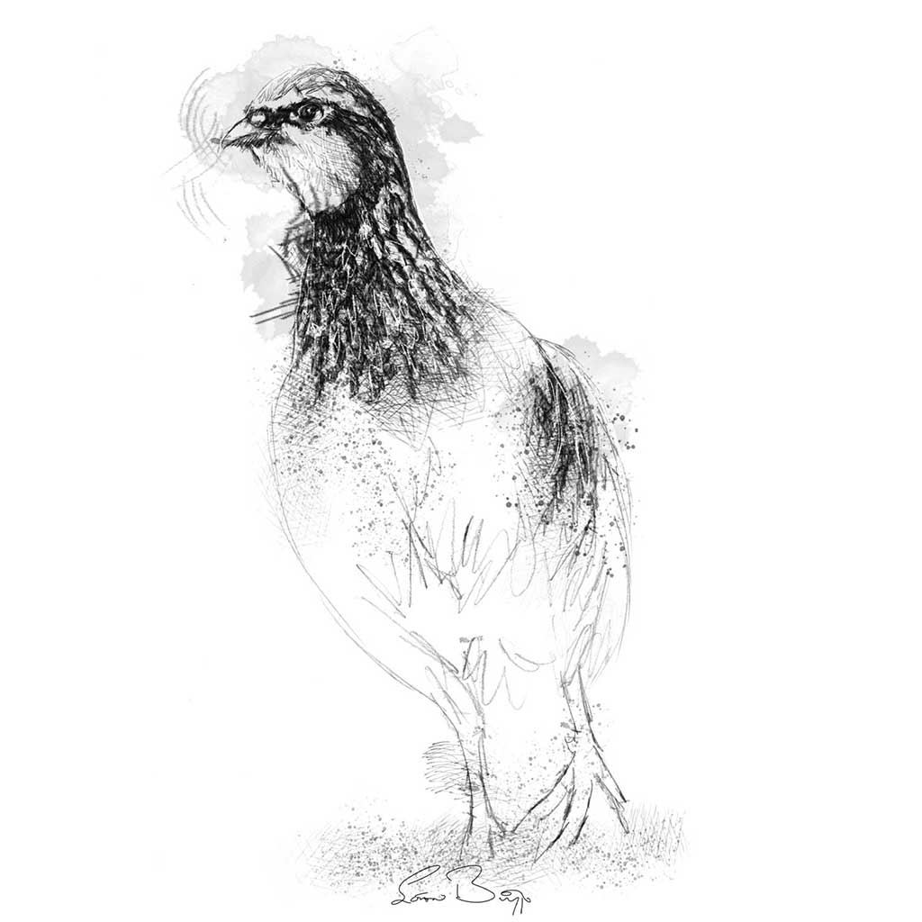 red leg partridge sketch | SeanBriggs