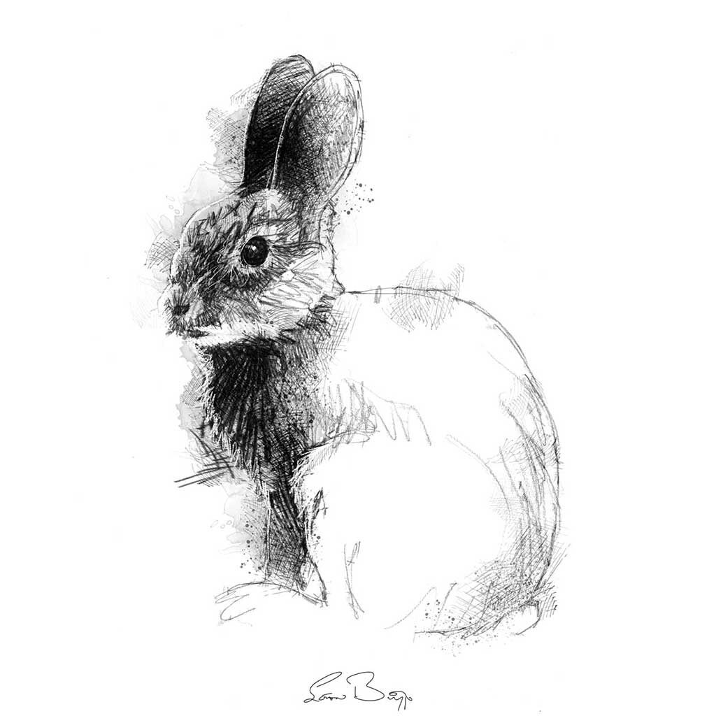 Wild animal sketches and drawings | SeanBriggs