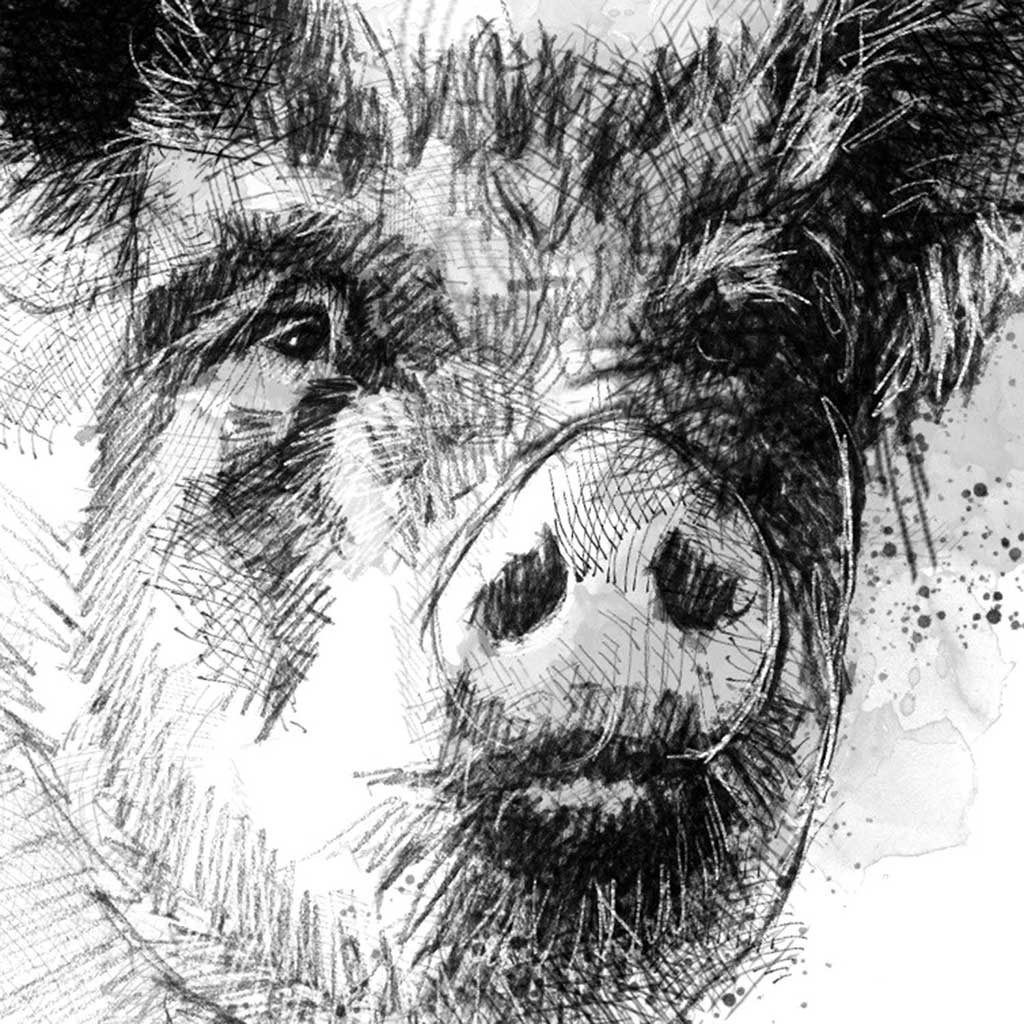 Big sow sketch | SeanBriggs
