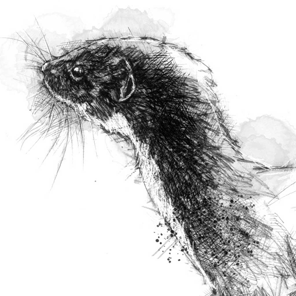 Weasel sketch | SeanBriggs
