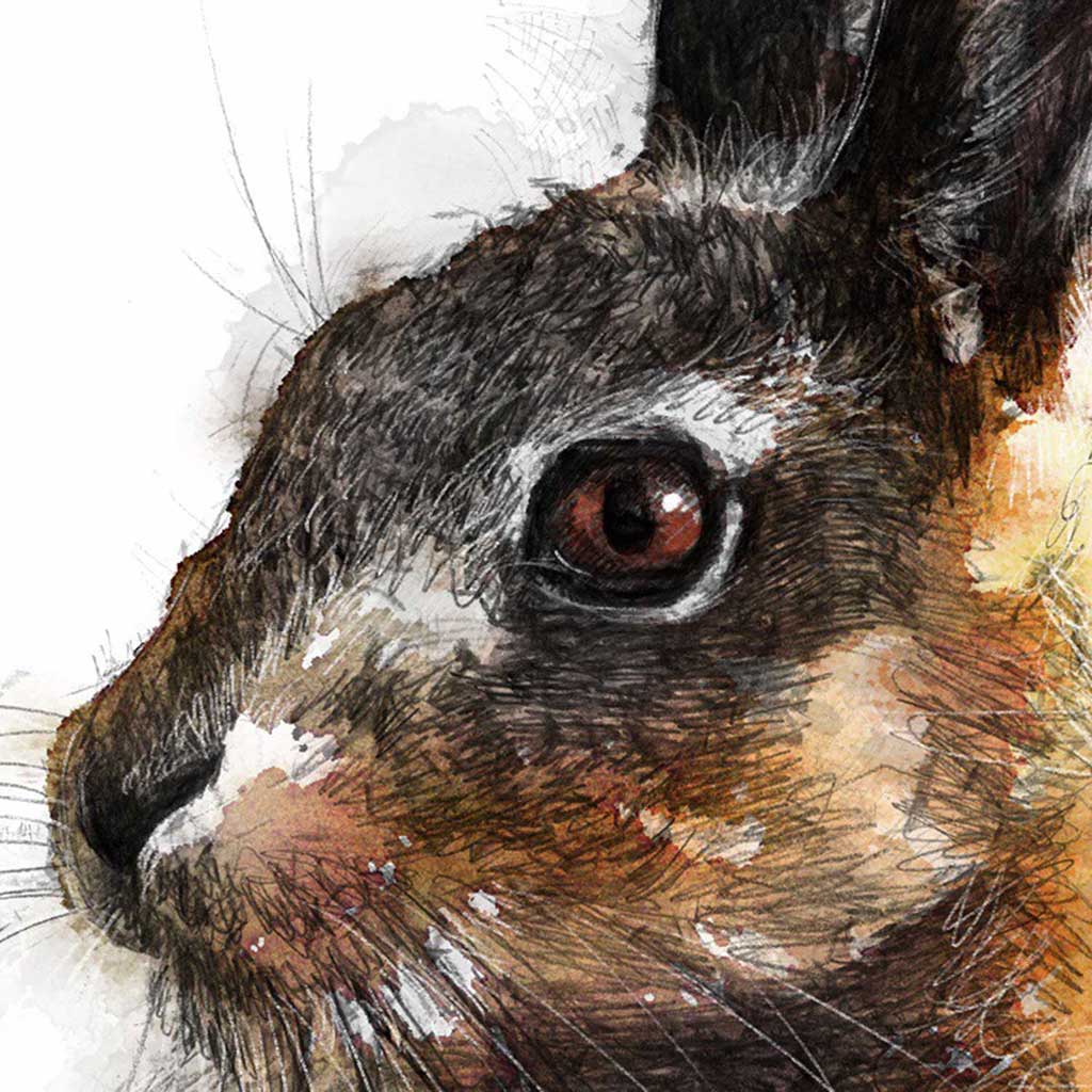 Brown hare sketch | SeanBriggs