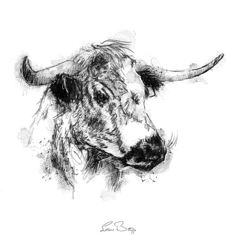 Domestic animal sketches and drawings | SeanBriggs
