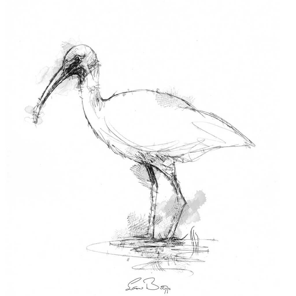 White Ibis sketch | SeanBriggs