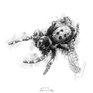 Mini beast sketches and drawings | SeanBriggs