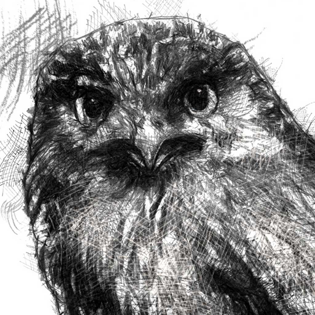 Little owl sketch | SeanBriggs