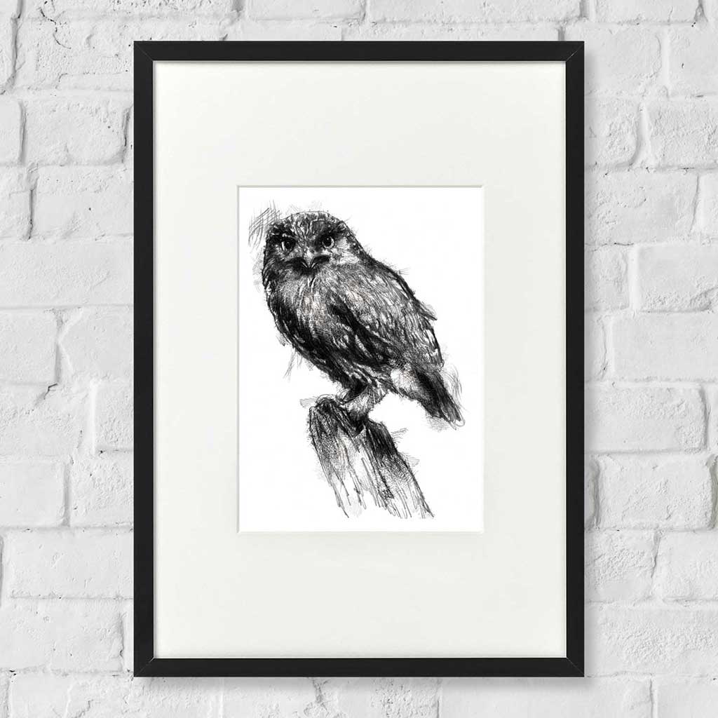 Little owl sketch | SeanBriggs