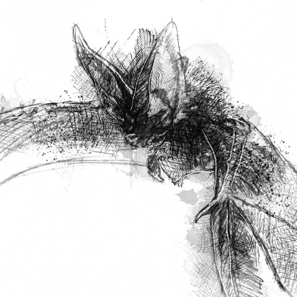 Long eared bat sketch | SeanBriggs