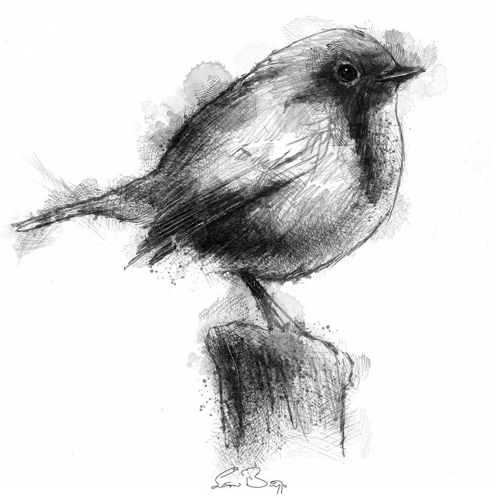 British robin sketch | SeanBriggs