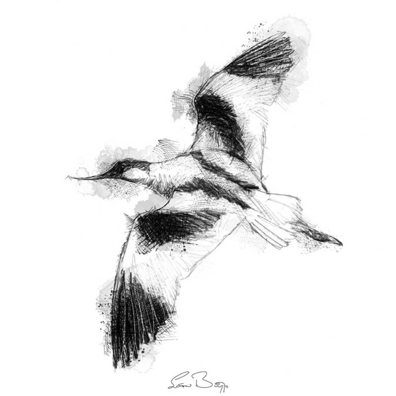 Avocet flight sketch | SeanBriggs