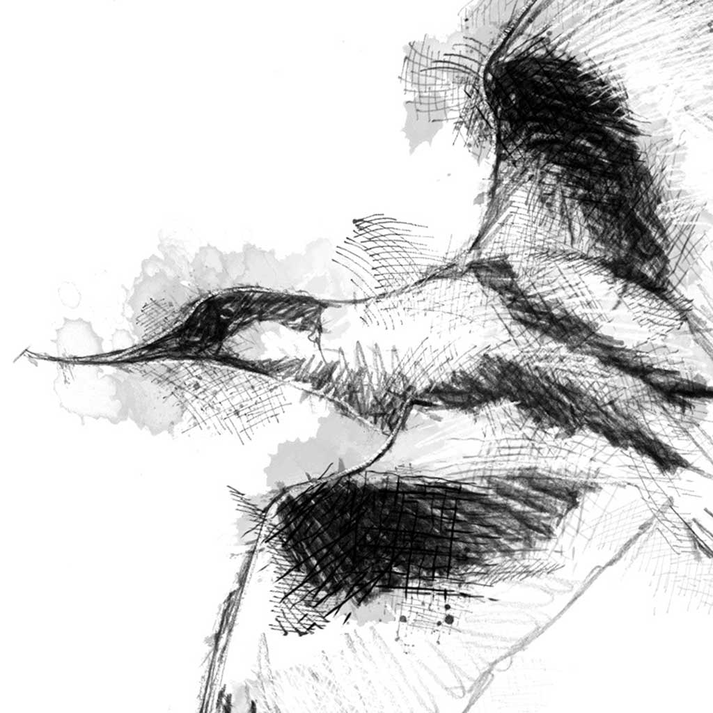 Avocet flight sketch | SeanBriggs