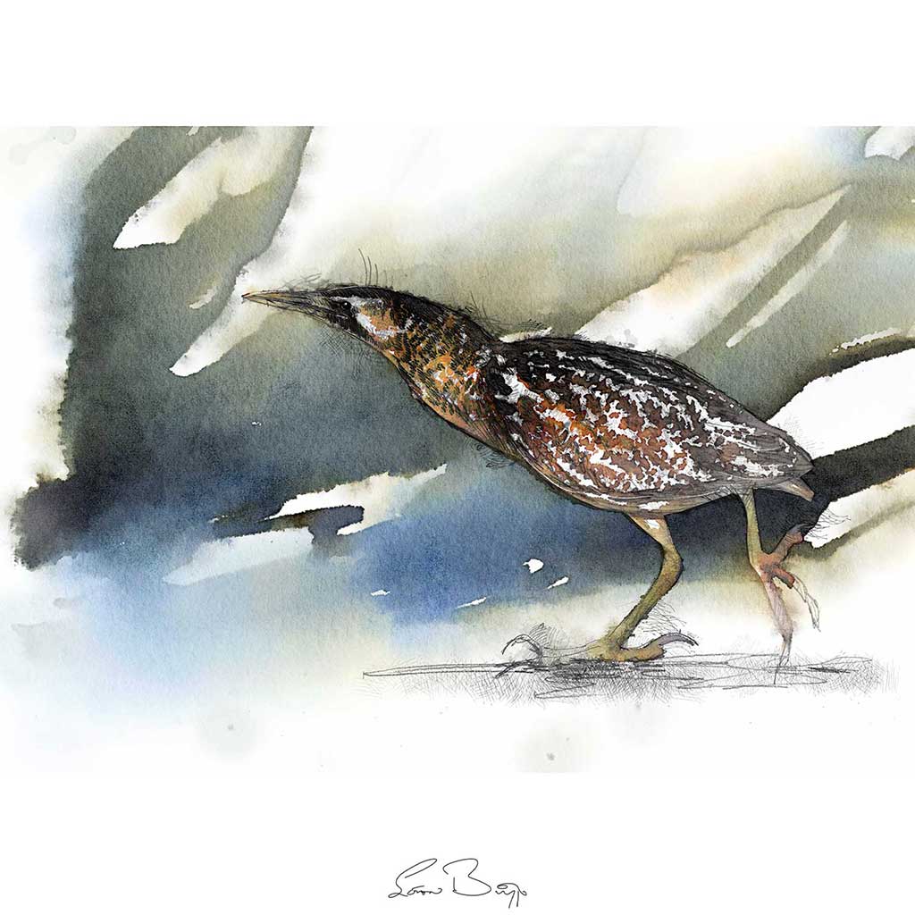 Bird sketches and drawings | SeanBriggs