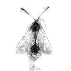Burnet moth sketch | SeanBriggs