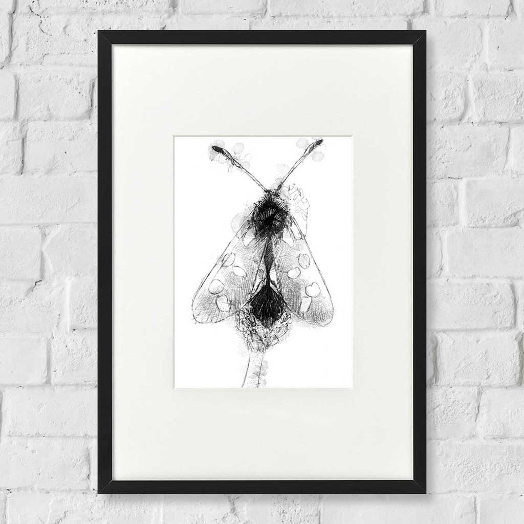 Burnet moth sketch | SeanBriggs