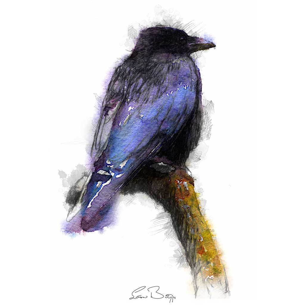 Carrion crow sketch | SeanBriggs