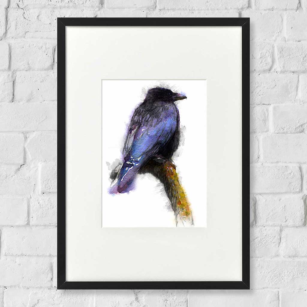 Carrion crow sketch | SeanBriggs