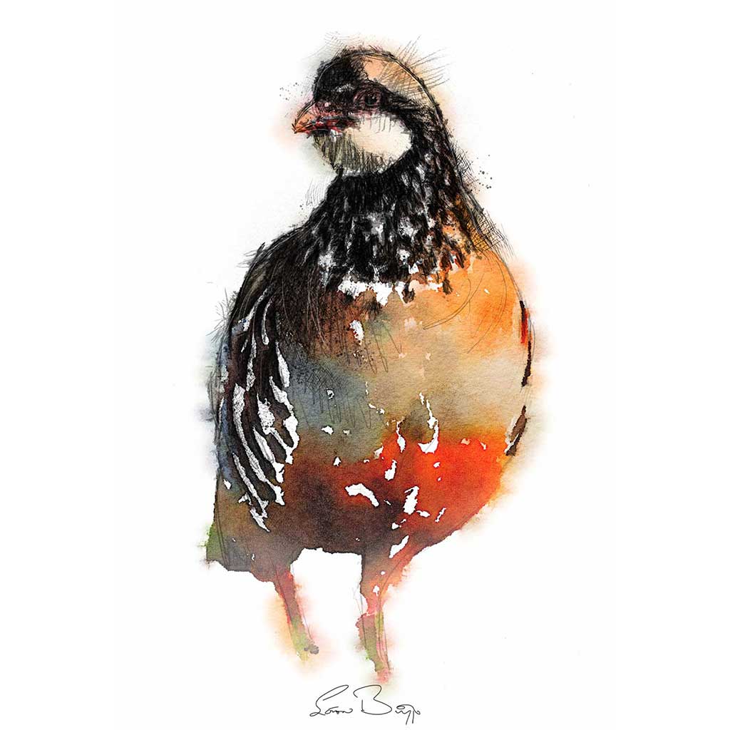 Partridge sketch | SeanBriggs