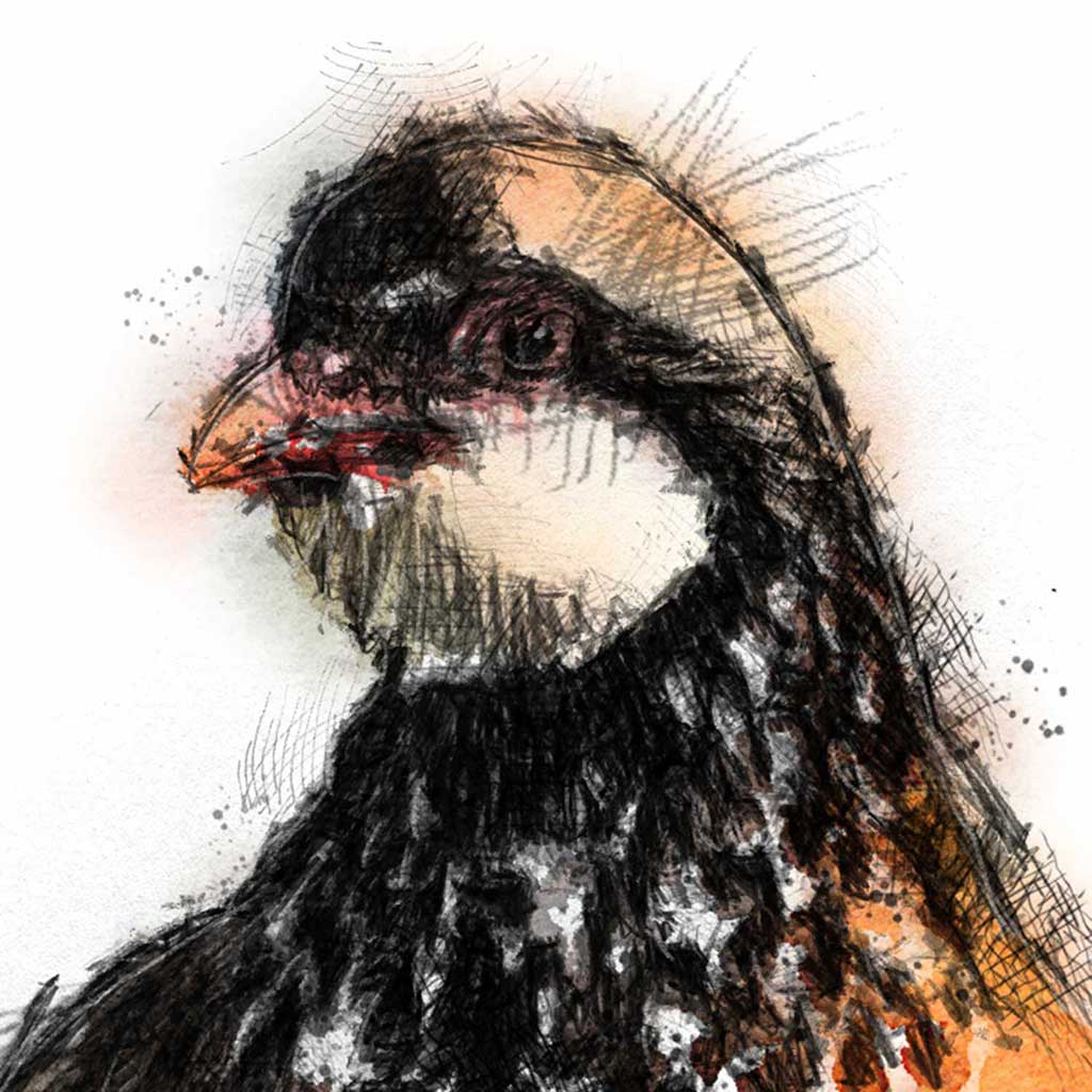 Partridge sketch | SeanBriggs