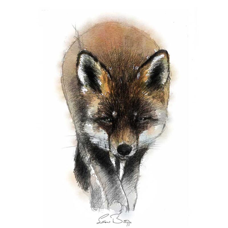 Red fox sketch | SeanBriggs