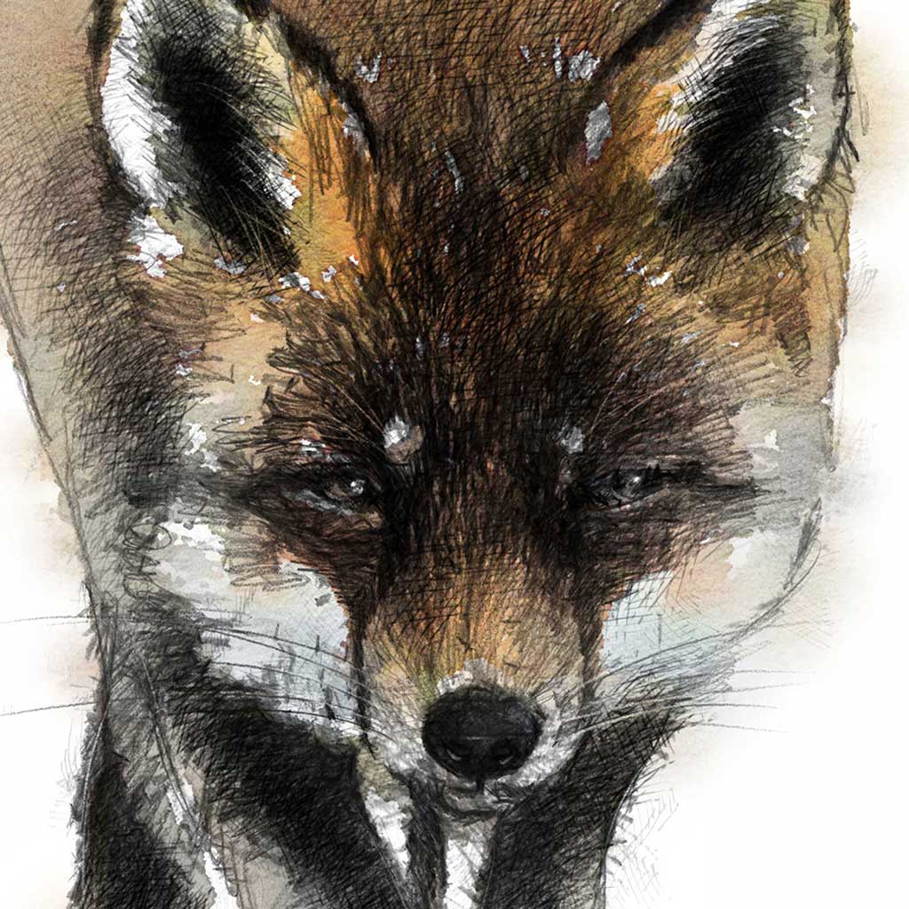 Red fox sketch | SeanBriggs