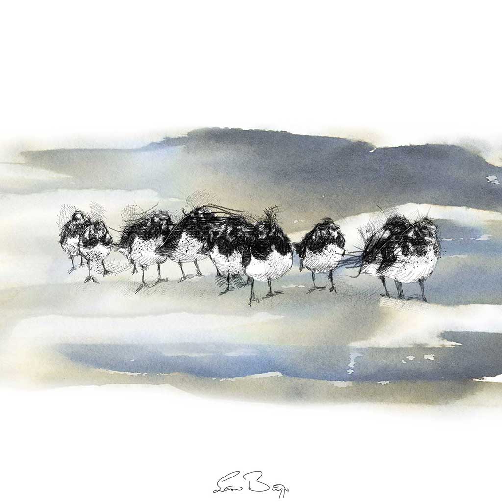 Sandpiper sketch | SeanBriggs