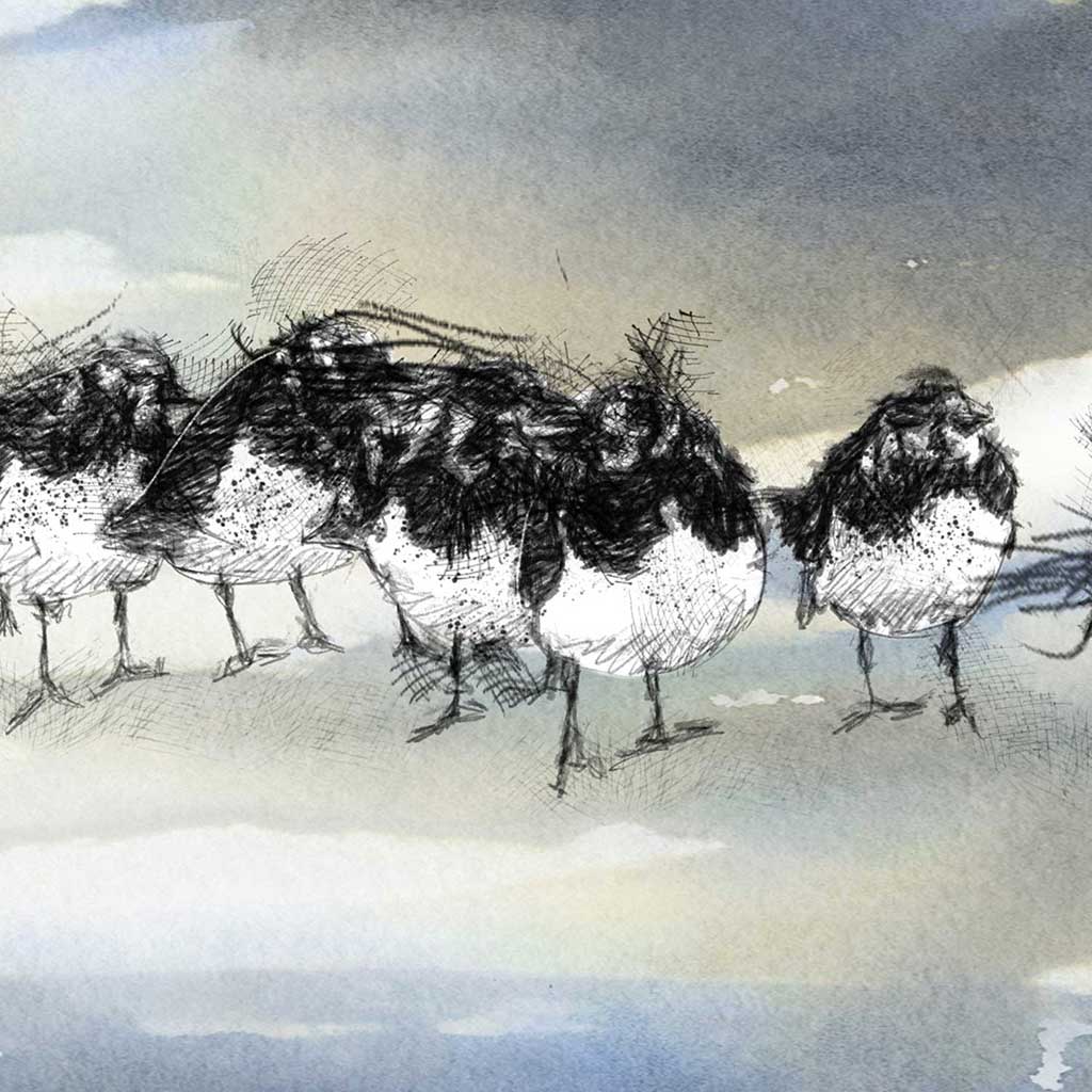 Sandpiper sketch | SeanBriggs