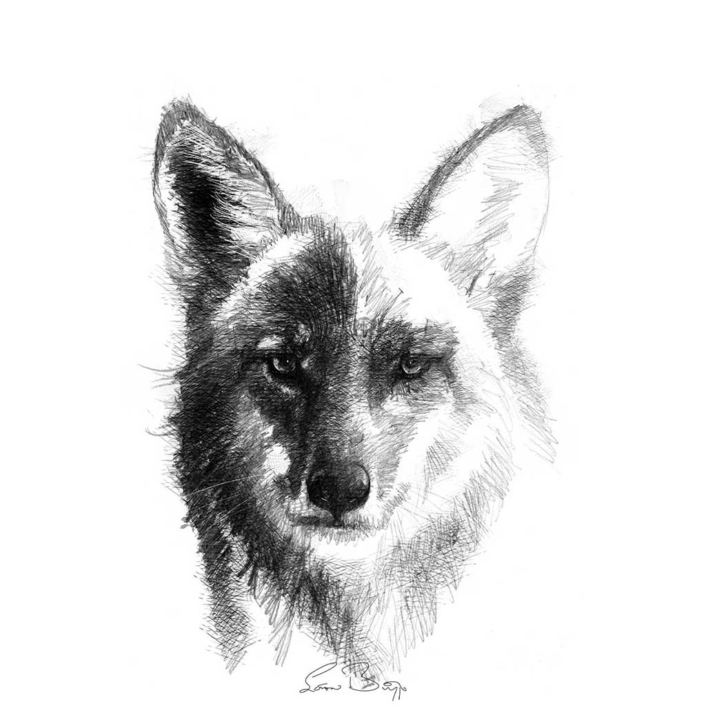 Wild animal sketches and drawings | SeanBriggs