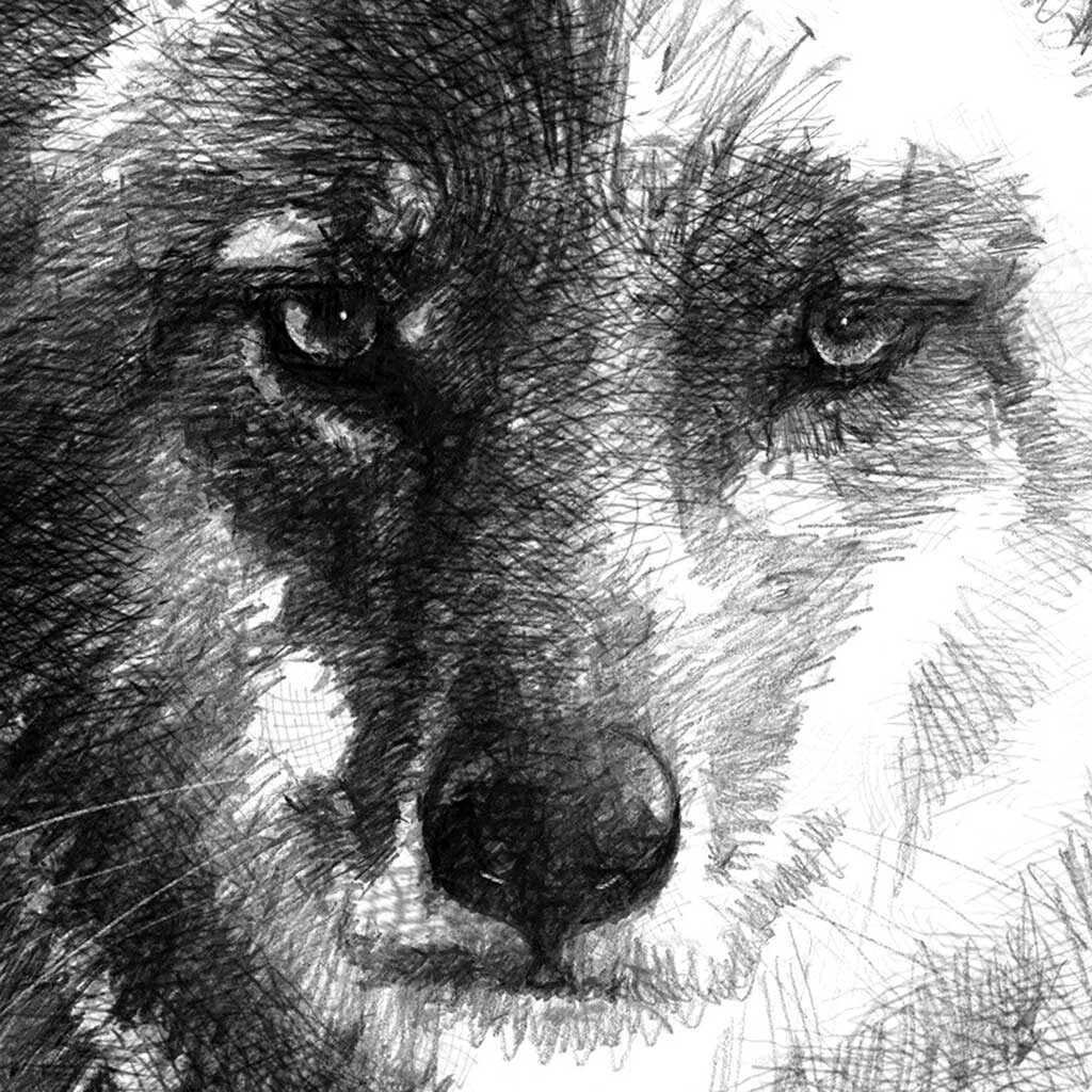 Original coyote sketch | SeanBriggs