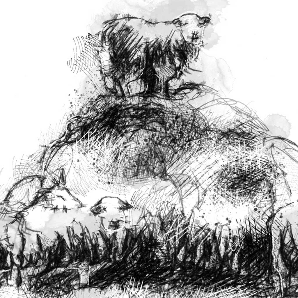 Sheep feeding sketch | SeanBriggs