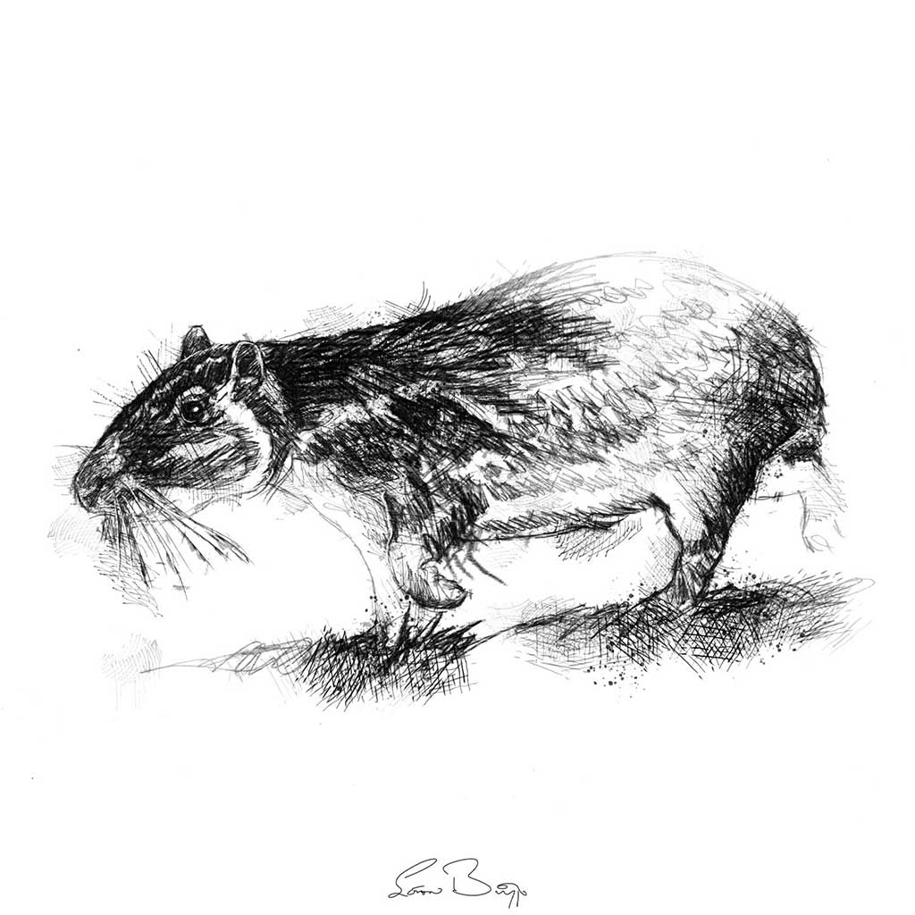 Paca sketch | SeanBriggs