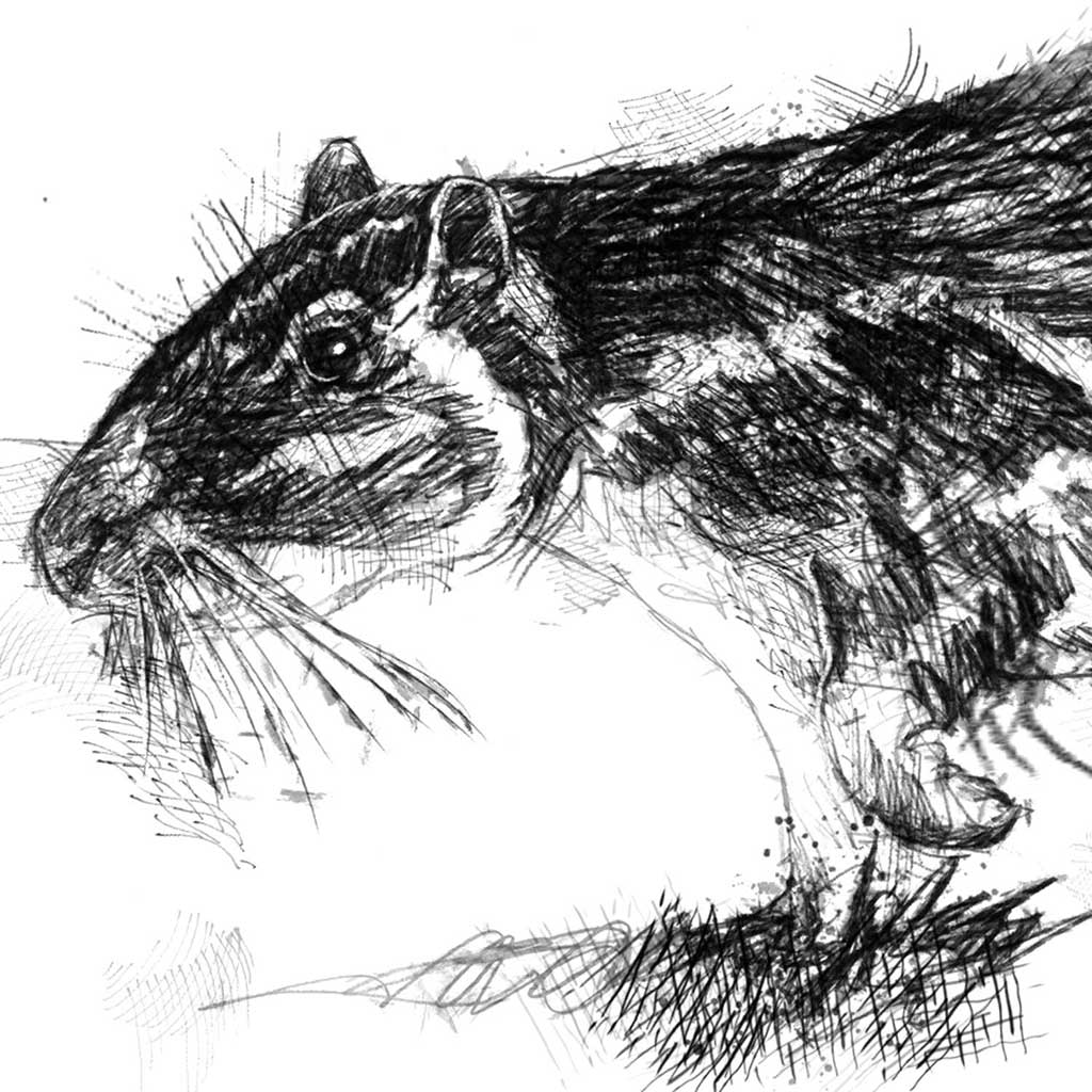 Paca sketch | SeanBriggs