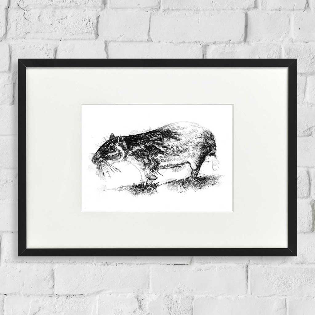 Paca sketch | SeanBriggs