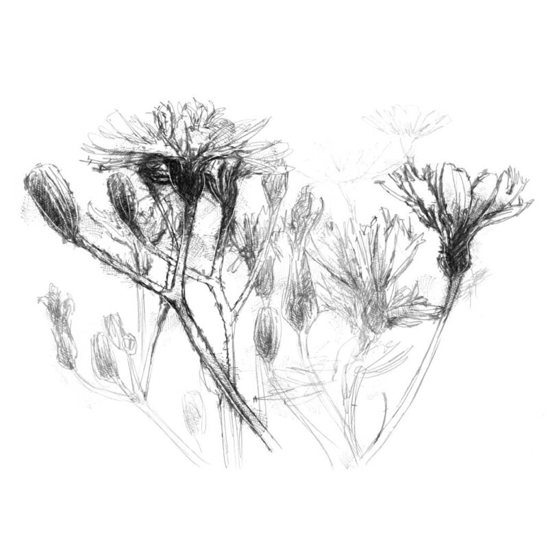 Flora sketches and drawings | SeanBriggs
