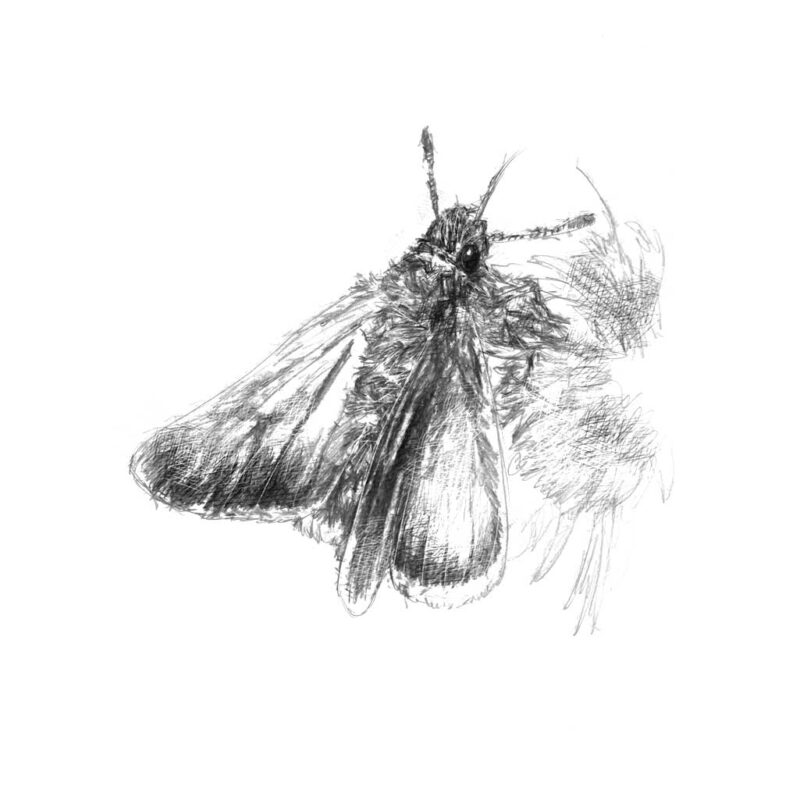 Mini beast sketches and drawings | SeanBriggs