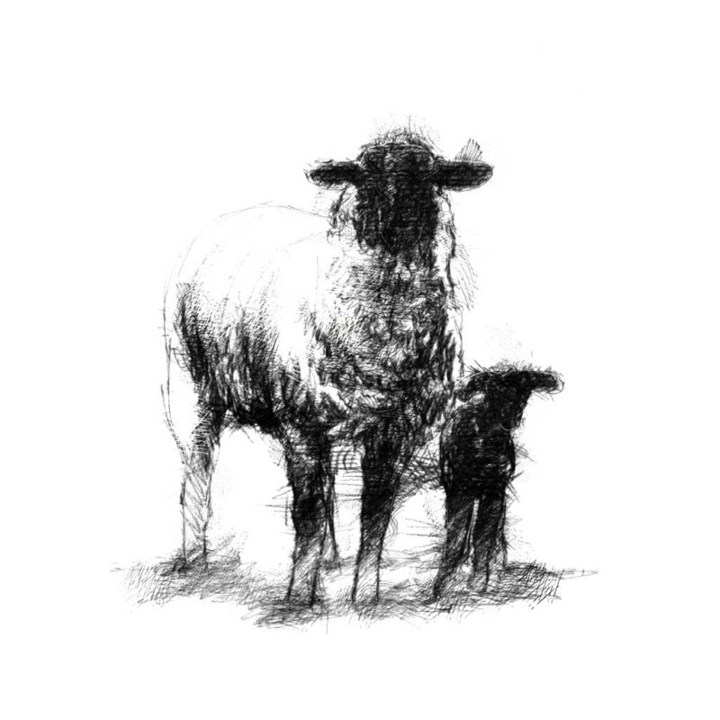 Domestic animal sketches and drawings | SeanBriggs