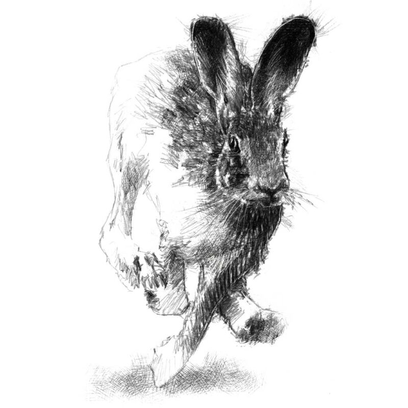 Hare run sketch | SeanBriggs