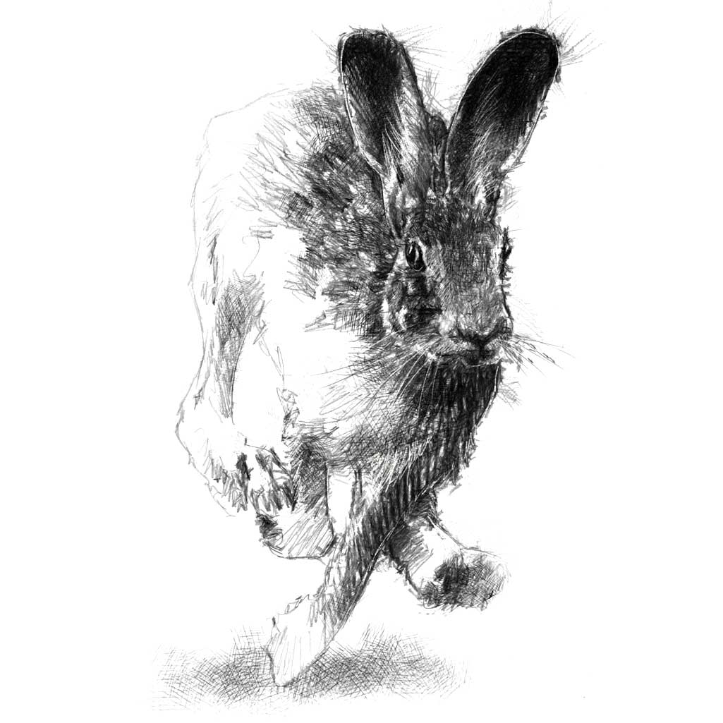 Hare run sketch | SeanBriggs