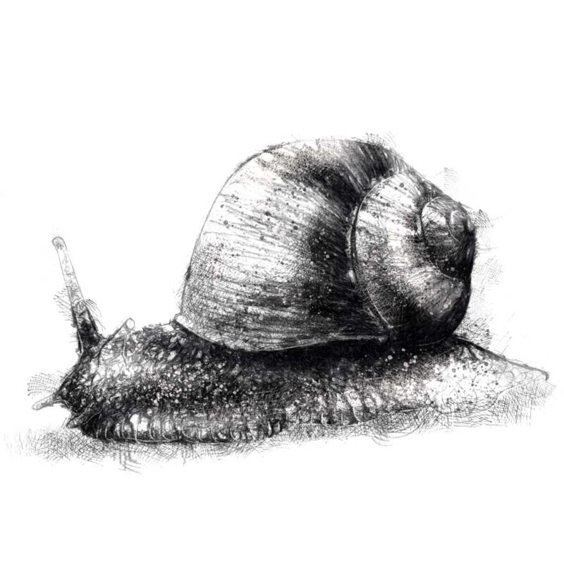 Mini beast sketches and drawings | SeanBriggs