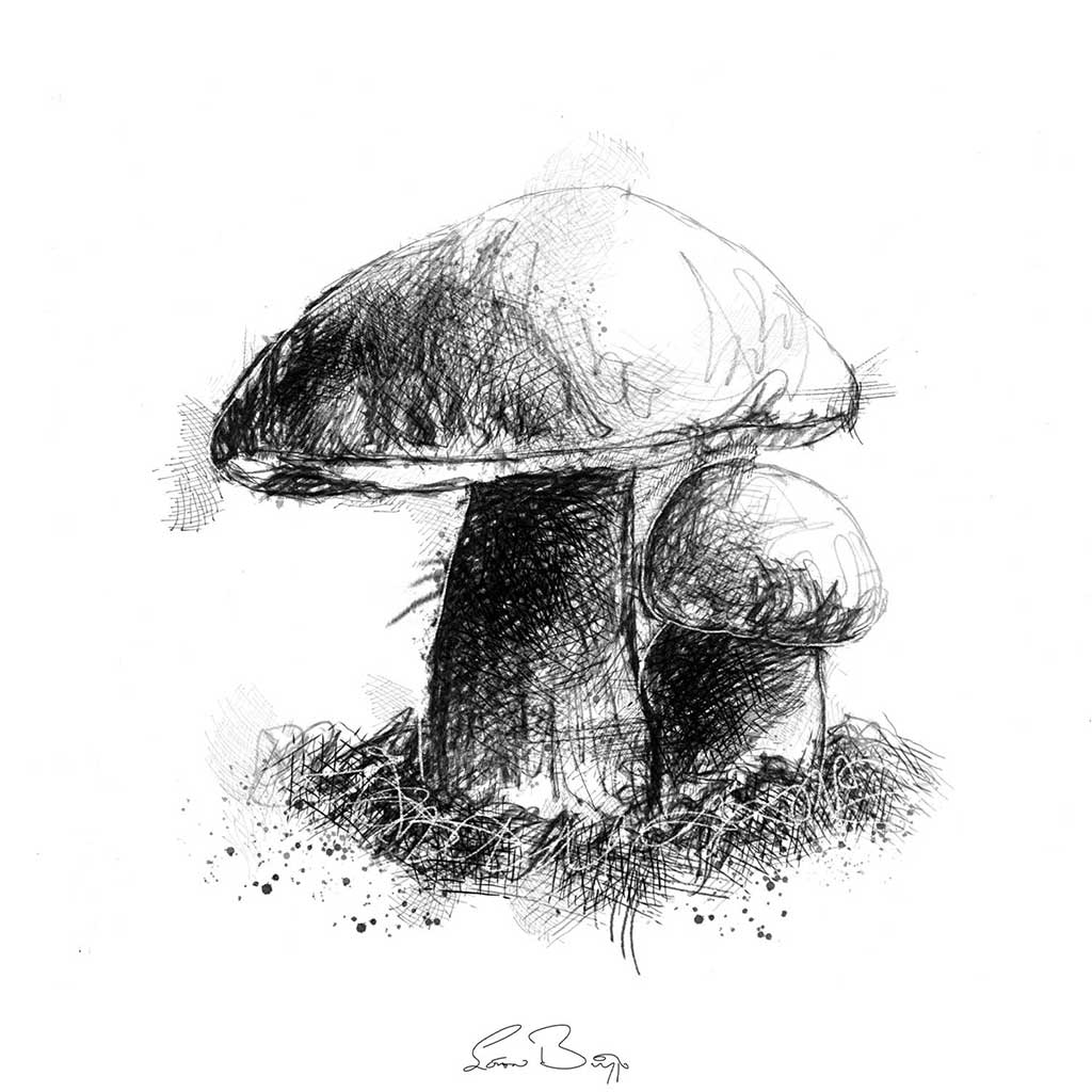 Large fungi sketch | SeanBriggs