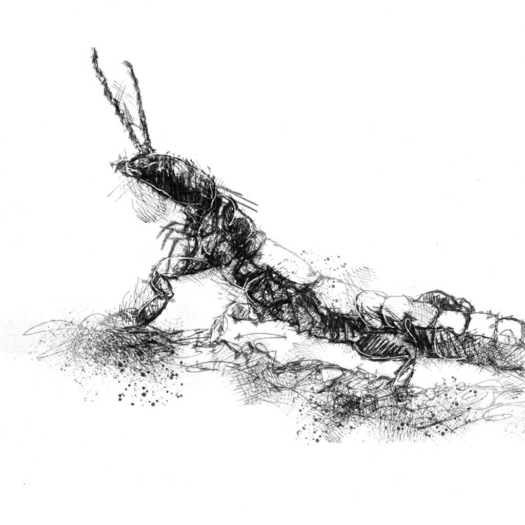 Mini beast sketches and drawings | SeanBriggs